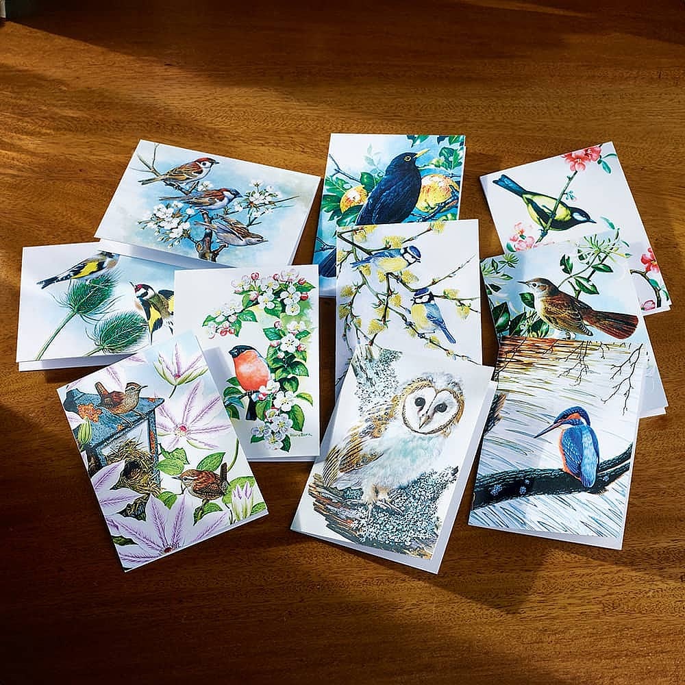 Pack of 30 British Bird Cards | Museum Selection
