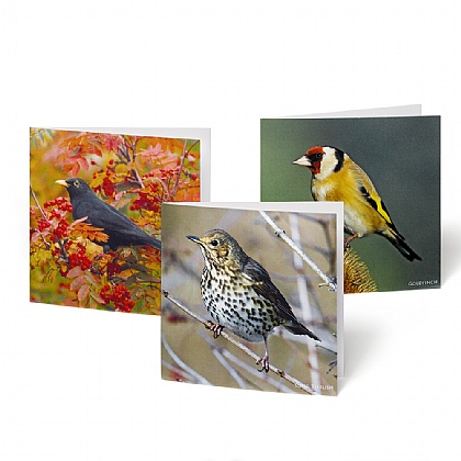 Greeting Cards | Premium Cards & Gift Wrap | Museum Selection